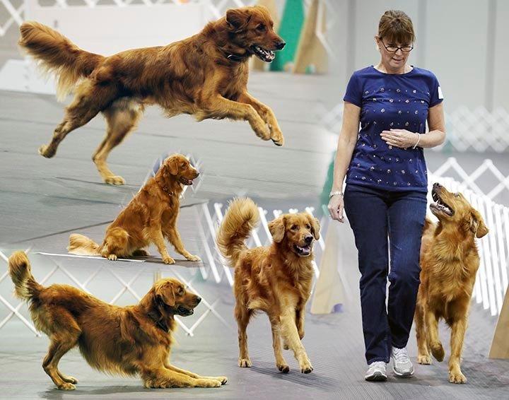 Intro to Comp Obedience – Performance Plus