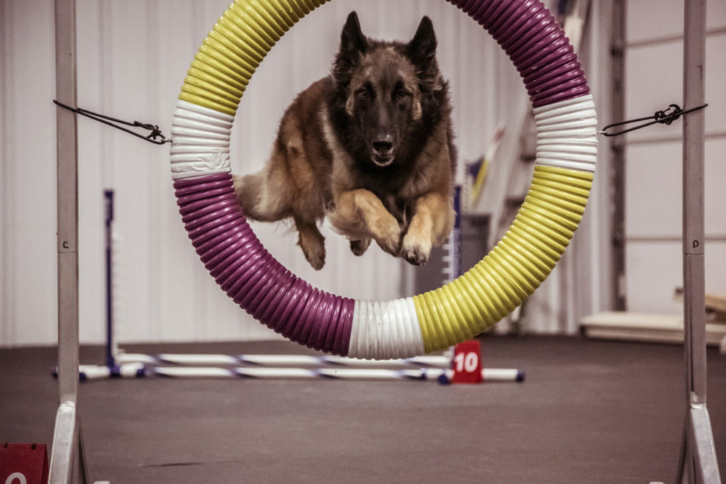 Intermediate Agility – Performance Plus