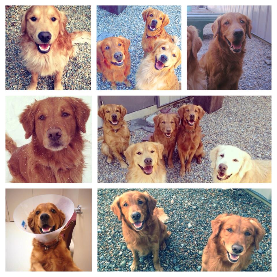 Nancy’s Dogs – Performance Plus