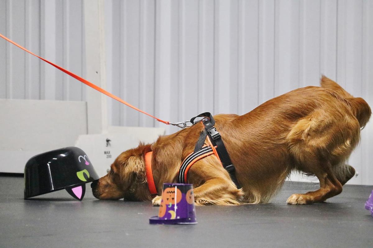 Performance Plus – K9 Activity Center